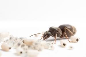 The behavior of ant queens is shaped by their | EurekAlert!