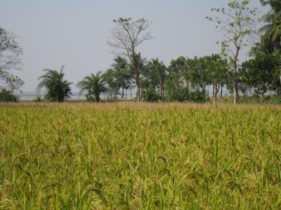 Rice Field [IMAGE] | EurekAlert! Science News Releases