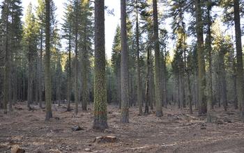 A Restored Forest [IMAGE] | EurekAlert! Science News Releases