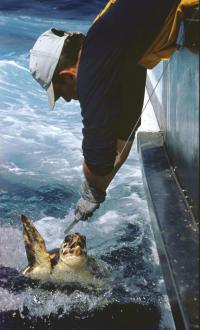 How can accidental captures of loggerhead tur | EurekAlert!
