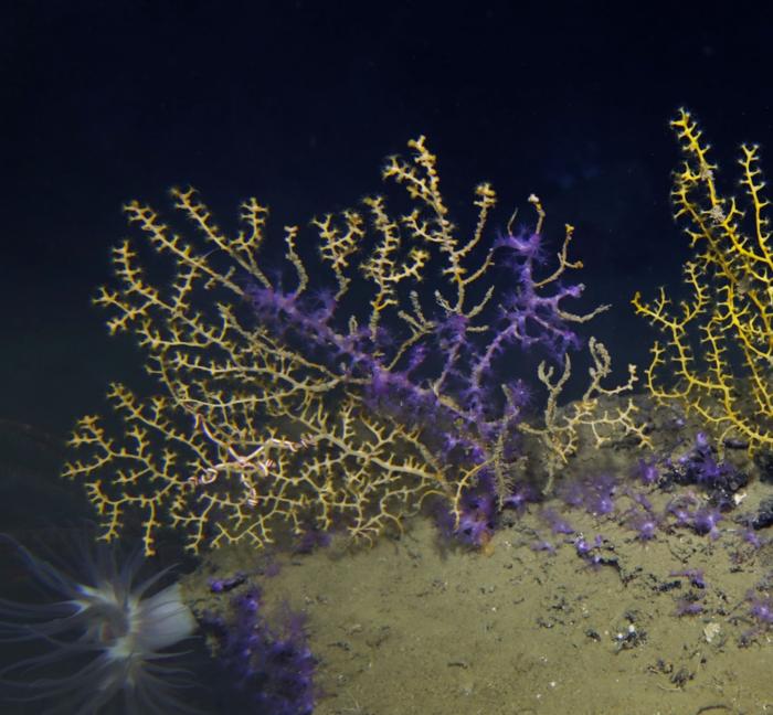 Damaged coral [IMAGE] | EurekAlert! Science News Releases