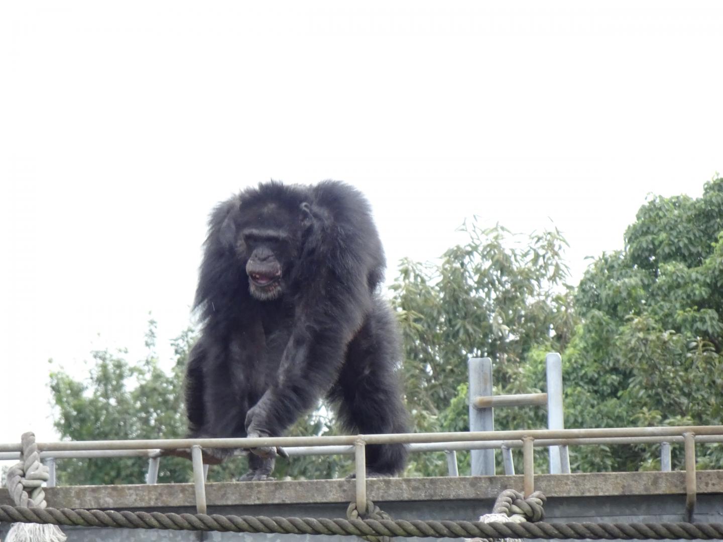 Rhythmic movement in chimpanzees | EurekAlert!