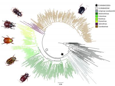 Dung Beetle Molecular Phylogen [IMAGE] | EurekAlert! Science News Releases