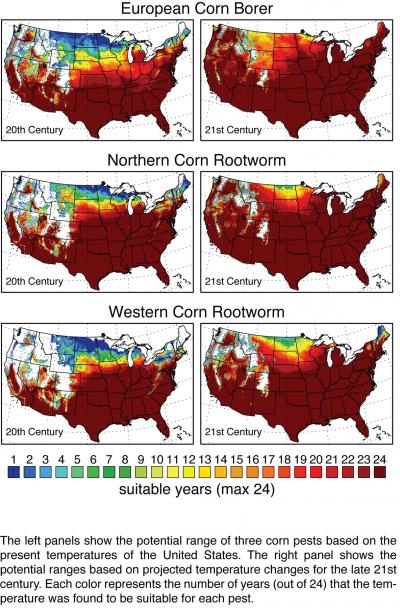 Corn Pests Media [IMAGE] | EurekAlert! Science News Releases