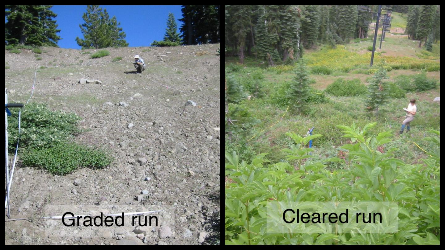 Making the grade: Certain abandoned ski runs | EurekAlert!
