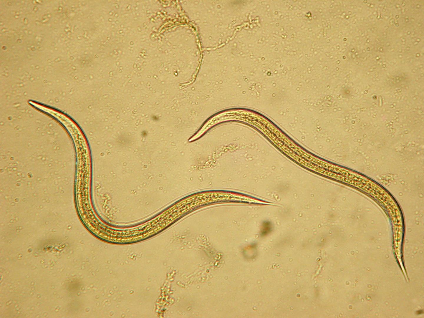 Steinernema [IMAGE] | EurekAlert! Science News Releases