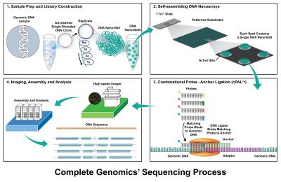 Complete Genomics: 4 Step DNA [IMAGE] | EurekAlert! Science News Releases