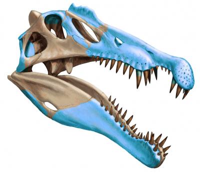 New Fossils Reveal Dino's Aquatic Adaptations | EurekAlert!