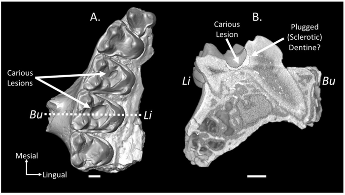 The largest and earliest known [IMAGE] | EurekAlert! Science News Releases