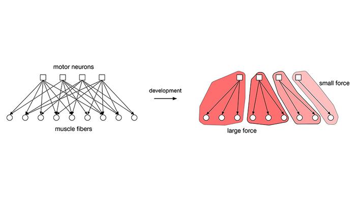 nervous system schematic [IMAGE] | EurekAlert! Science News Releases