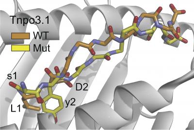 Neoepitope Distinctions [IMAGE] | EurekAlert! Science News Releases