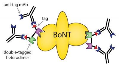 Heterodimer Delivery Scaffold [IMAGE] | EurekAlert! Science News Releases
