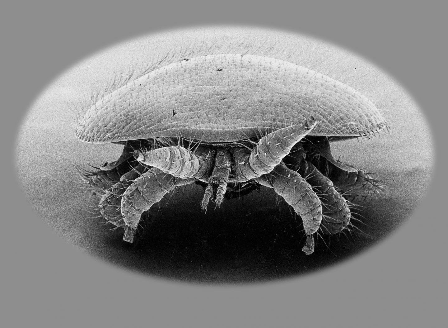Mites Drive Deformed Wing Viru [IMAGE] | EurekAlert! Science News Releases