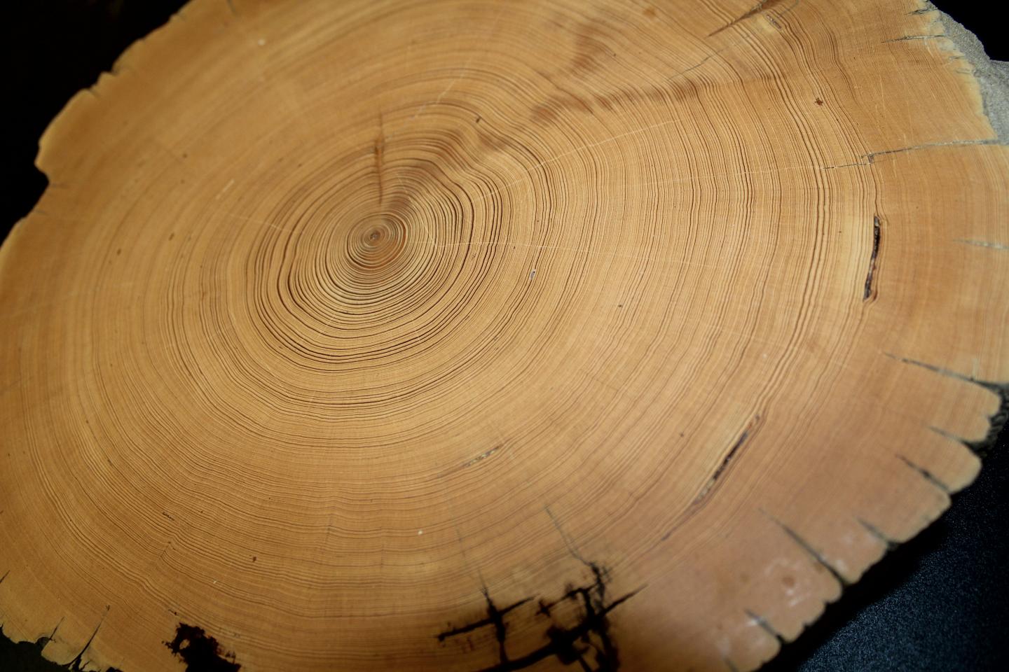 Storm Tracers: Tree Rings Deta [IMAGE] | EurekAlert! Science News Releases