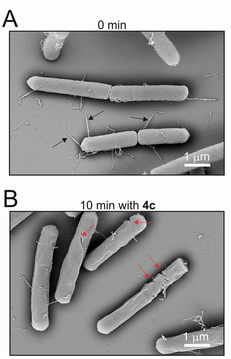 Bacillus Subtilis