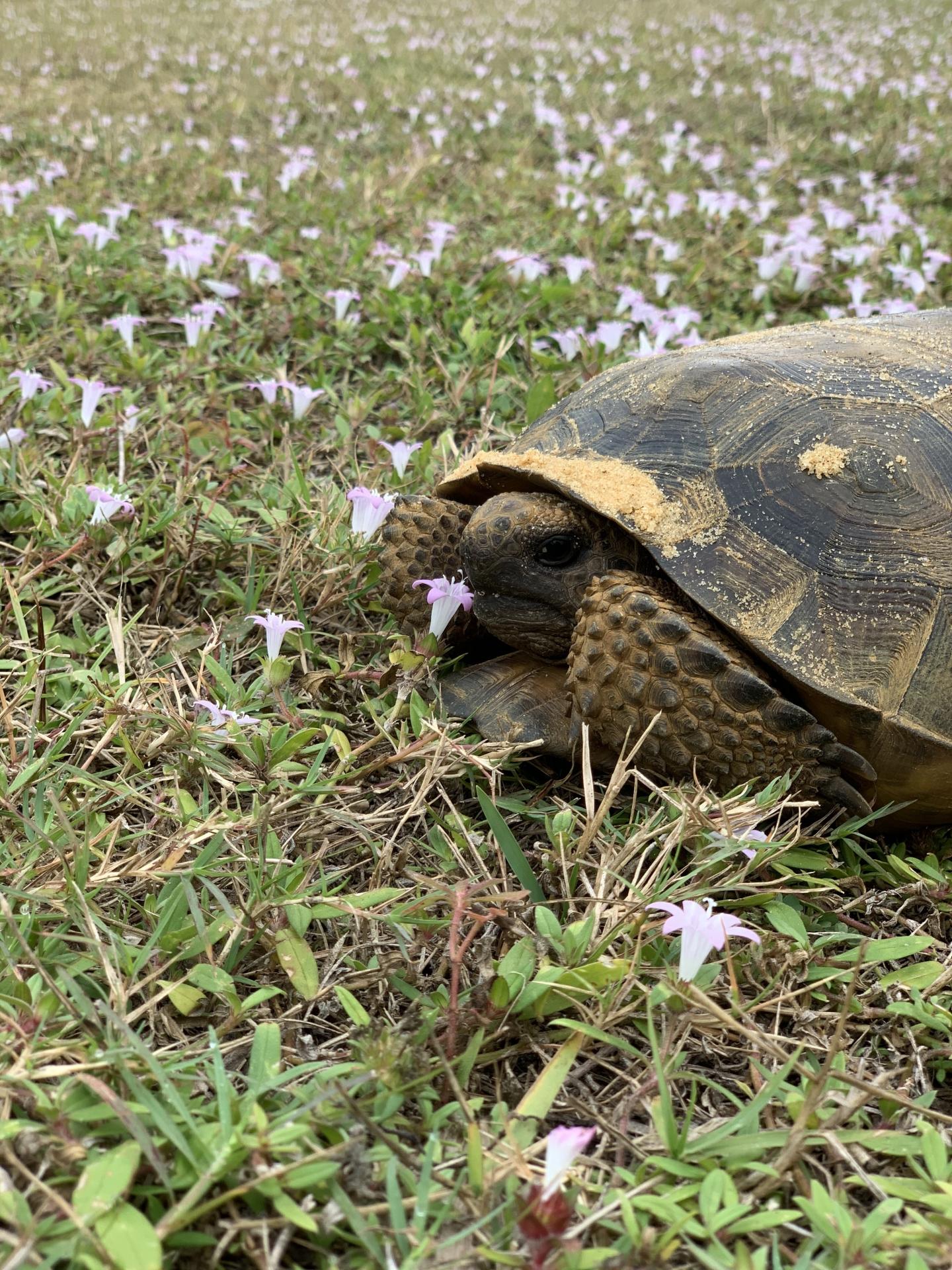 Gopher Tortoise Hatchling [IMAGE] | EurekAlert! Science News Releases
