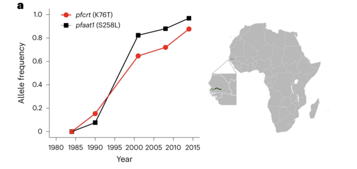 Second gene implicated in malaria parasite re | EurekAlert!