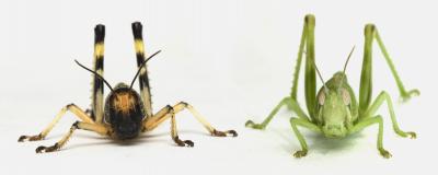 Serotonin -- Bringing Locusts Together (7 of | EurekAlert!