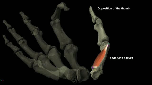 Modeling study of ancient thumbs traces the h | EurekAlert!