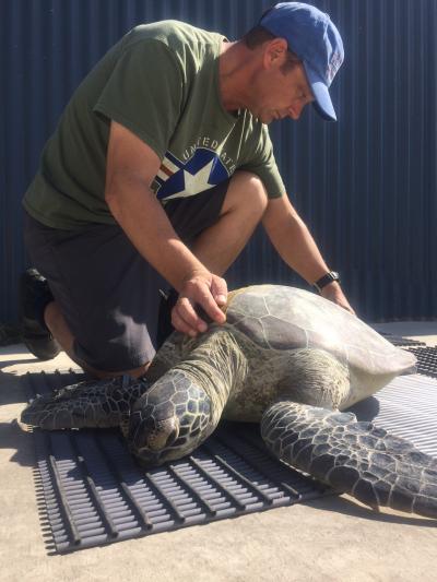 Gauging the Well-Being of Gree [IMAGE] | EurekAlert! Science News Releases