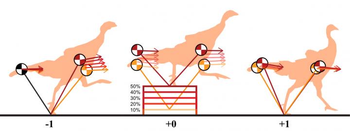 Running Forces [IMAGE] | EurekAlert! Science News Releases
