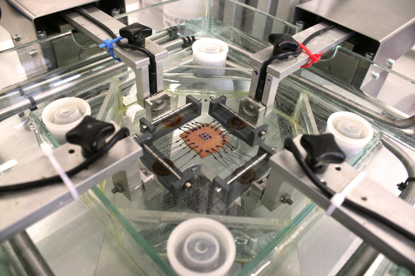 Biax-Tissue [IMAGE] | EurekAlert! Science News Releases