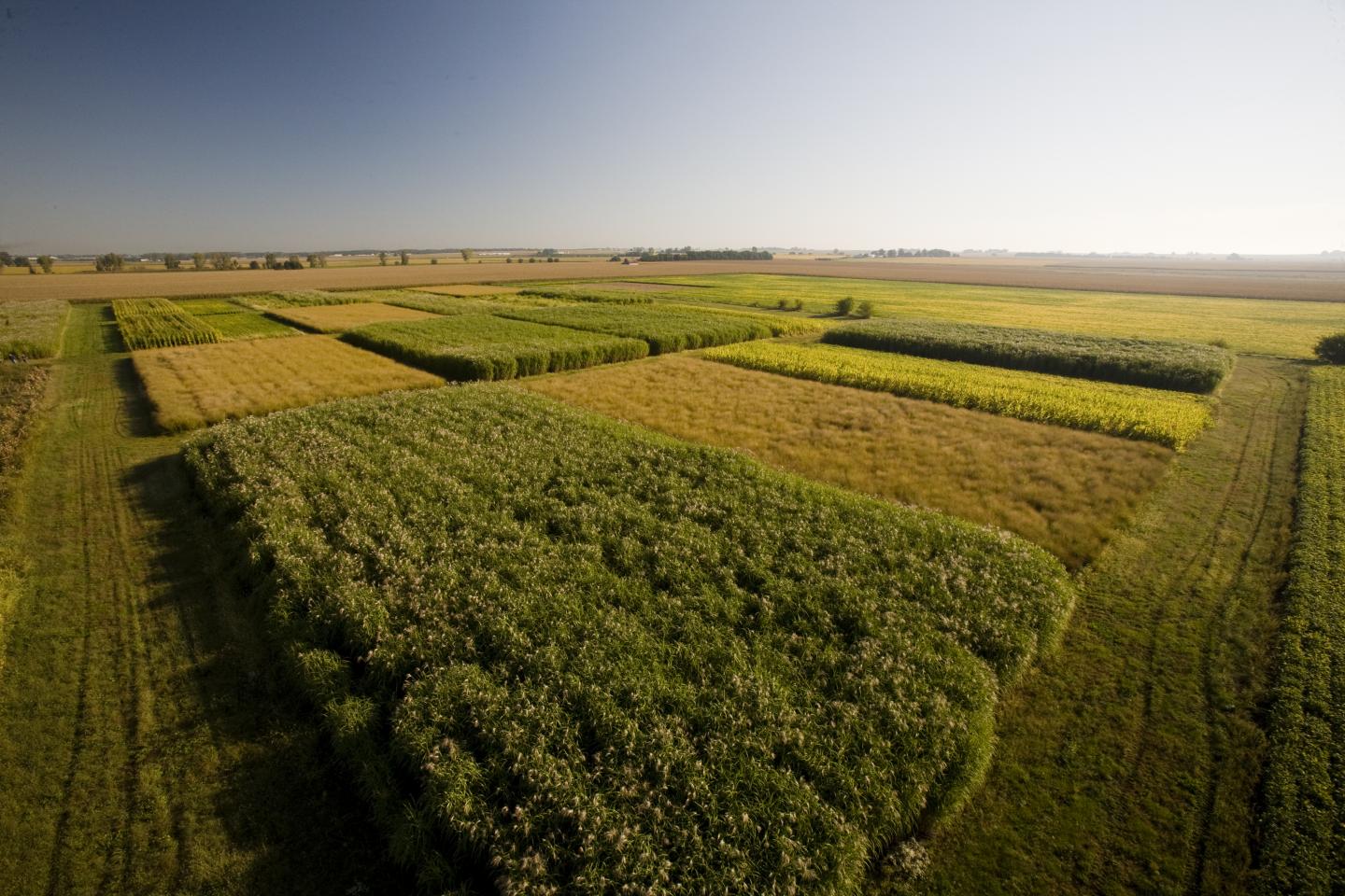 Biofuel Field [IMAGE] | EurekAlert! Science News Releases