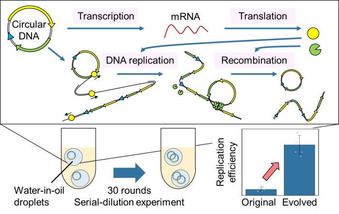 Novel artificial genomic DNA can replicate an | EurekAlert!