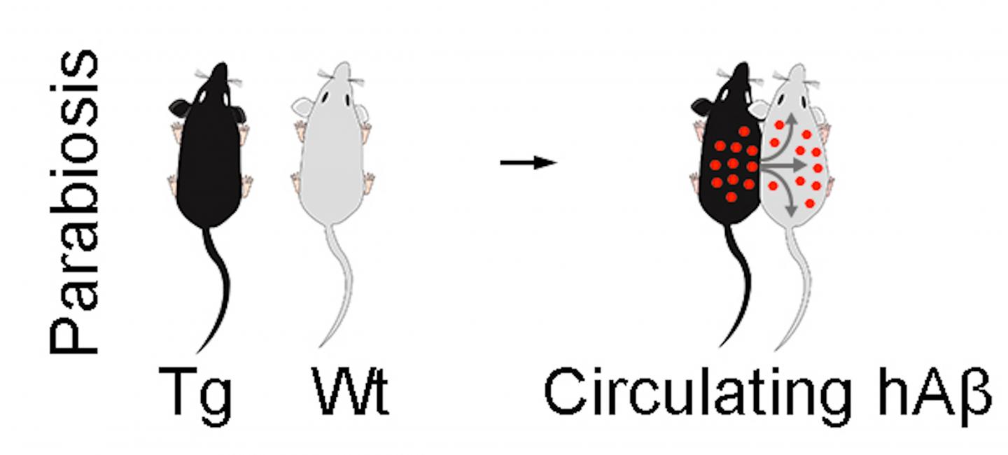 Parabiosis and Amyloid-beta [IMAGE] | EurekAlert! Science News Releases