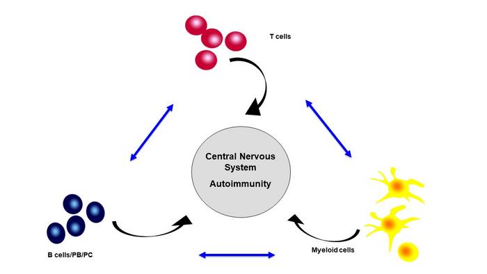 Immune Cell Interactions [IMAGE] | EurekAlert! Science News Releases