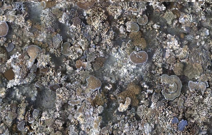 Before and After Tropical Cycl [IMAGE] | EurekAlert! Science News Releases