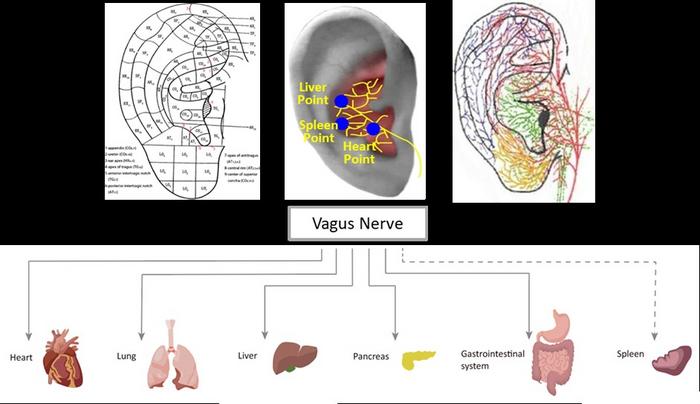 The miracle of taVNS: a new non-invasive ther | EurekAlert!