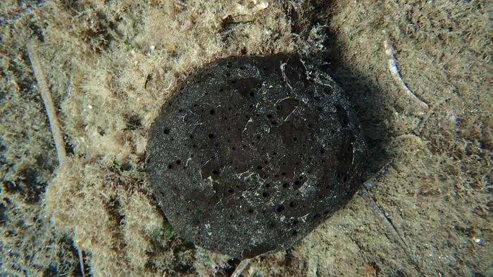 Live sponge [IMAGE] | EurekAlert! Science News Releases