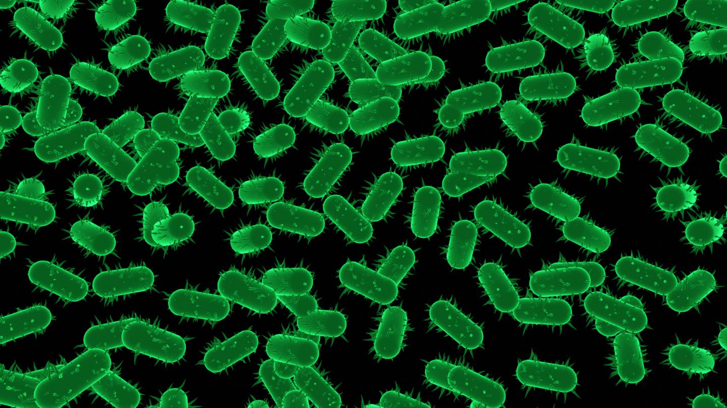 E Coli IMAGE EurekAlert Science News Releases