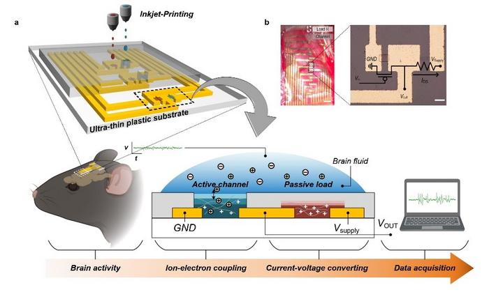 Figure1 [IMAGE] | EurekAlert! Science News Releases