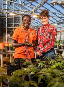 Talking tomatoes: How their communication is | EurekAlert!