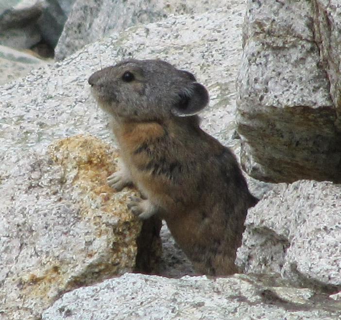 American pika disappears from large area of C | EurekAlert!