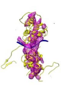 How a Bullet-Shaped Virus Assembles (5 of 5) | EurekAlert!