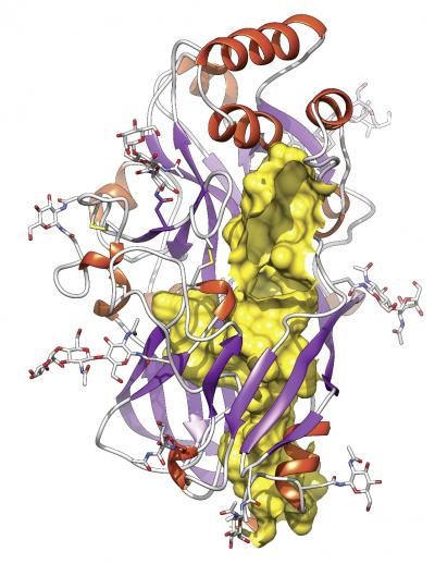 Researchers discover a new protein fold with | EurekAlert!