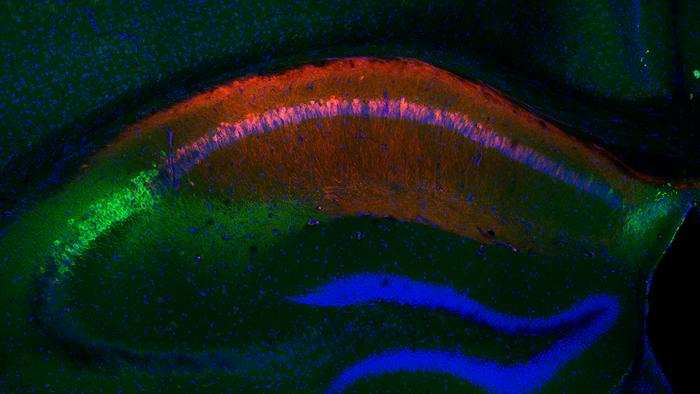 Domains of Memory in a Mouse M [IMAGE] | EurekAlert! Science News Releases