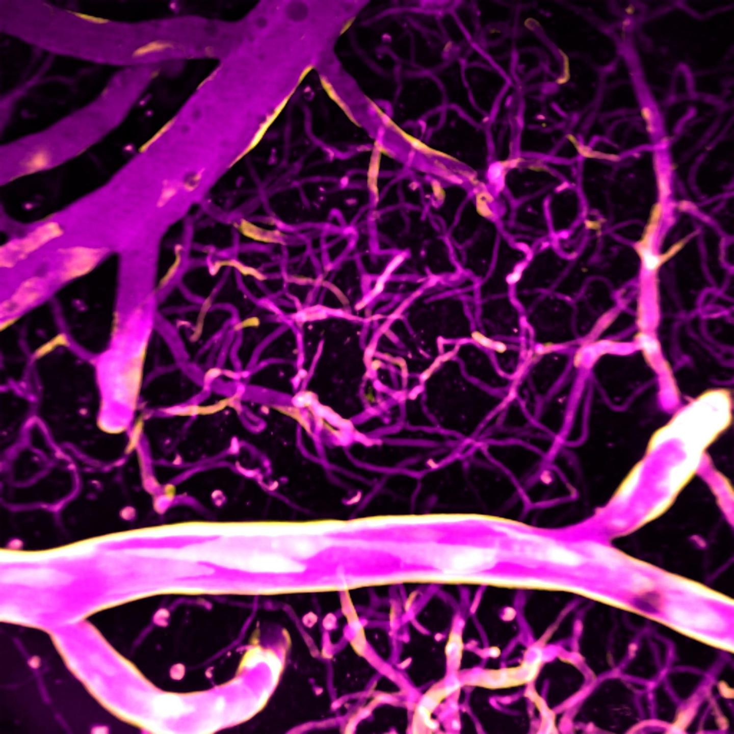 Calcium and blood flow [IMAGE] | EurekAlert! Science News Releases