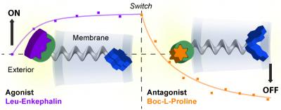Synthetic Receptor [IMAGE] | EurekAlert! Science News Releases