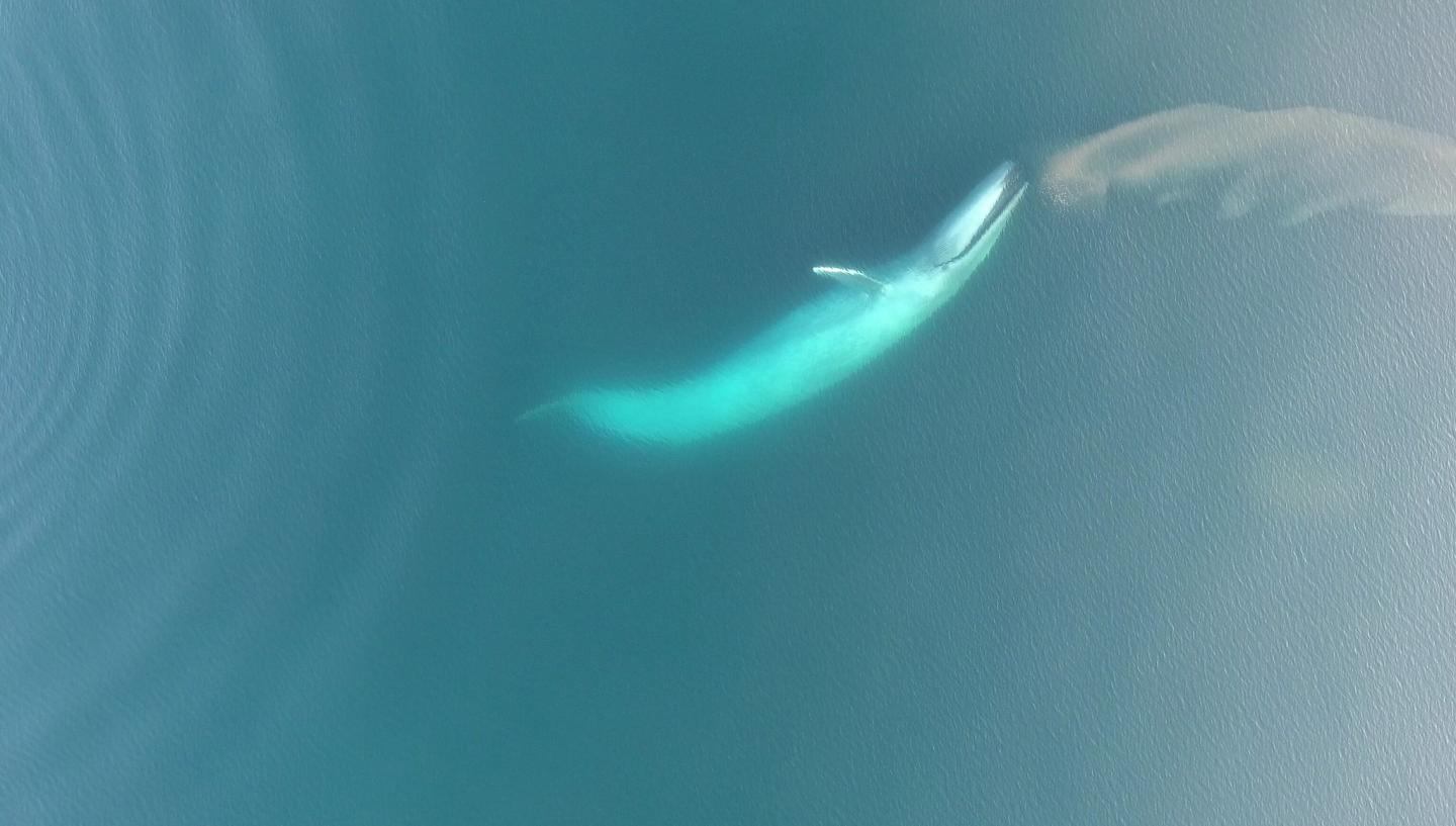 Blue Whale Eating Krill [IMAGE] | EurekAlert! Science News Releases