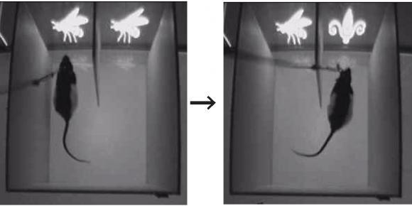 Scientists control rats' senses of familiarit | EurekAlert!