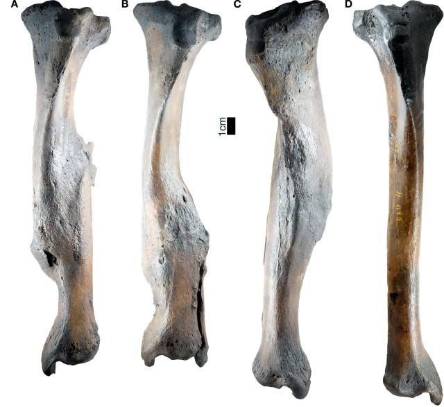 Examples of tibiae of Canis di [IMAGE] | EurekAlert! Science News Releases