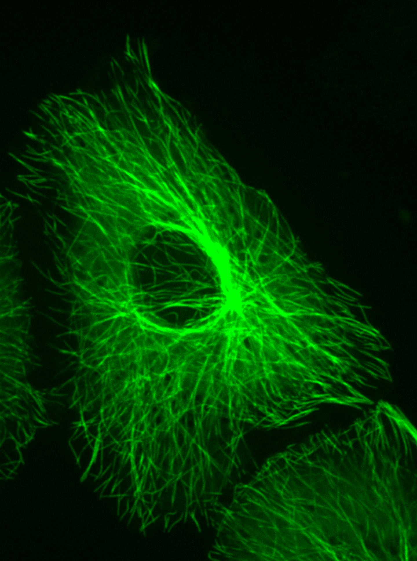 Microscope Mirror Microtubules [IMAGE] | EurekAlert! Science News Releases