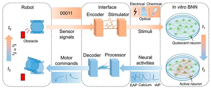 The schematic architecture of [IMAGE] | EurekAlert! Science News Releases