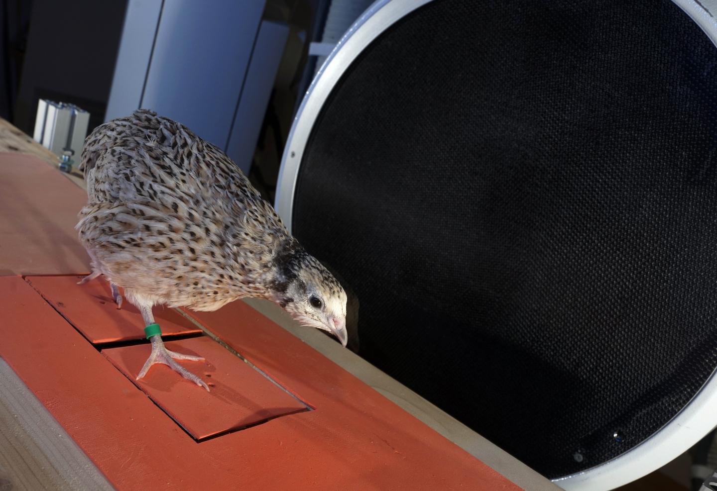 What quails can teach us about the gait of di | EurekAlert!