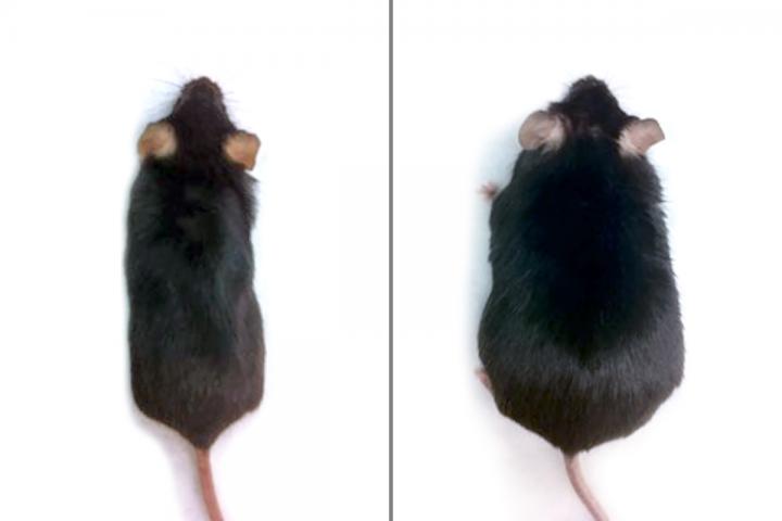 Obesity prevented in mice fed high-fat diet | EurekAlert!