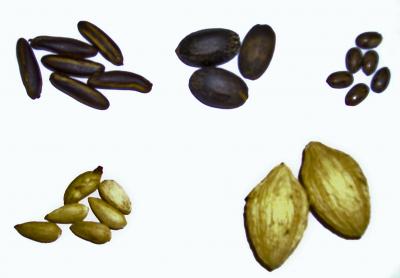 Seeds of Trees Native to Ghana [IMAGE] | EurekAlert! Science News Releases